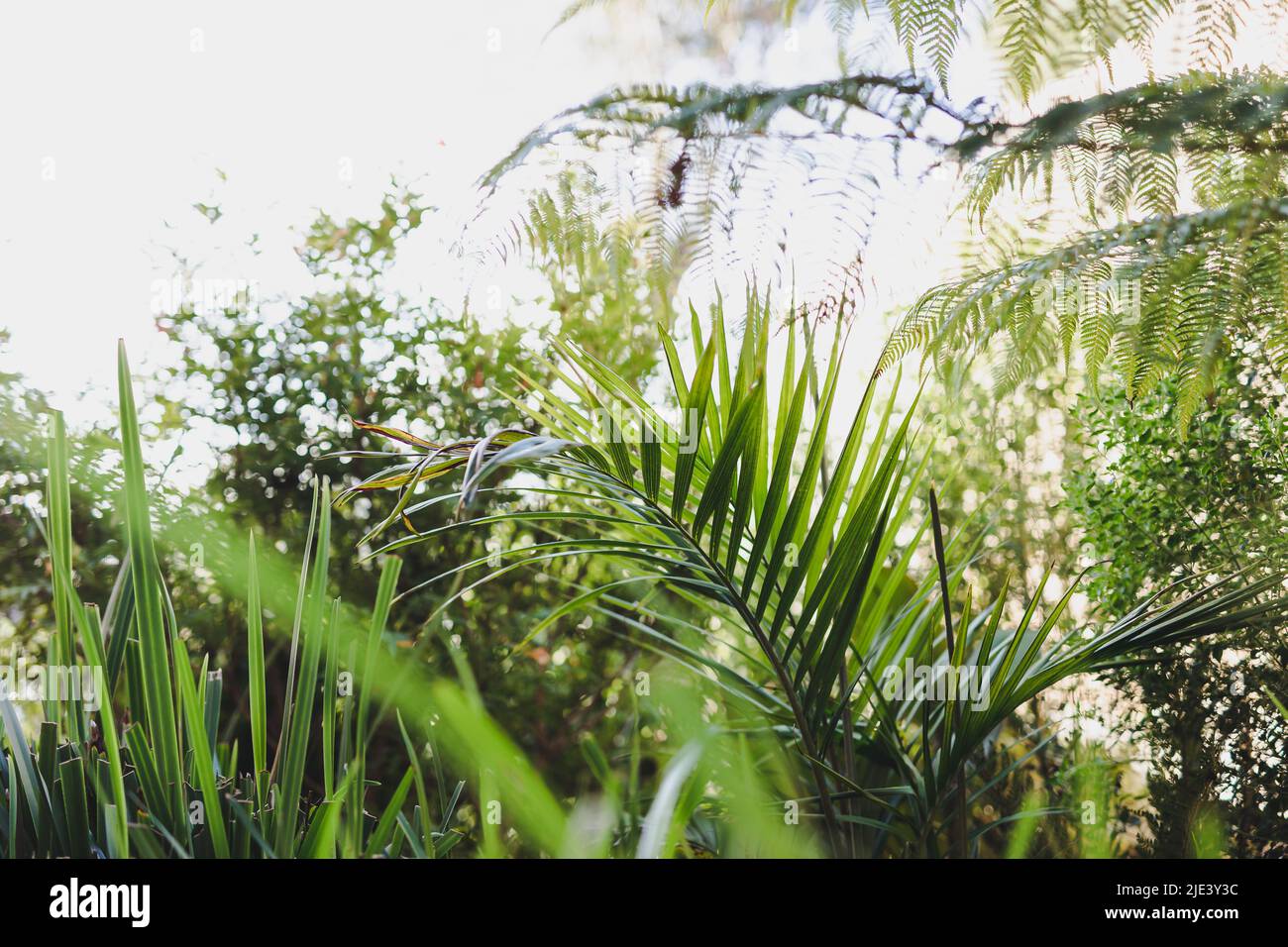 lush palm tree surrounded by idyllic sunny backyard with lots of ...