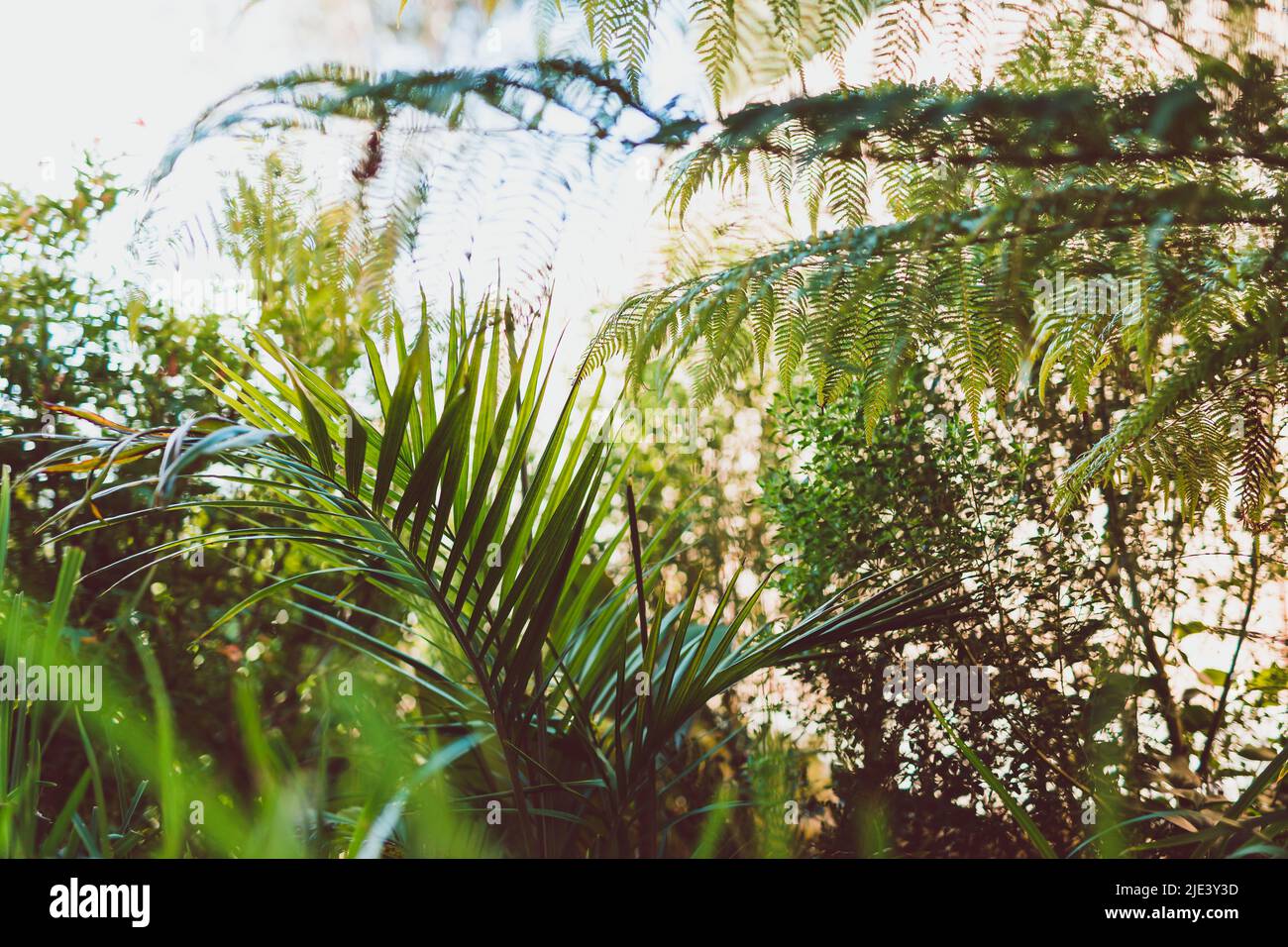 lush palm tree surrounded by idyllic sunny backyard with lots of ...