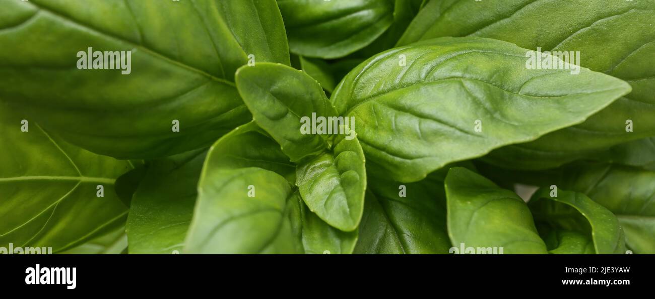 Fresh basil leaves as background, closeup Stock Photo - Alamy