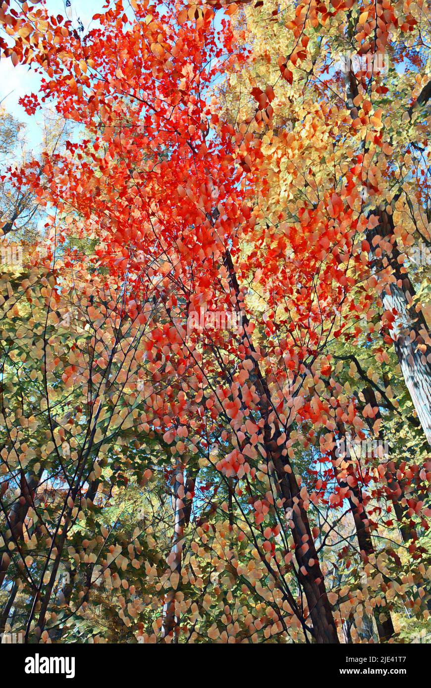 Fall foliage image edited to look like a painting in the pointillism ...