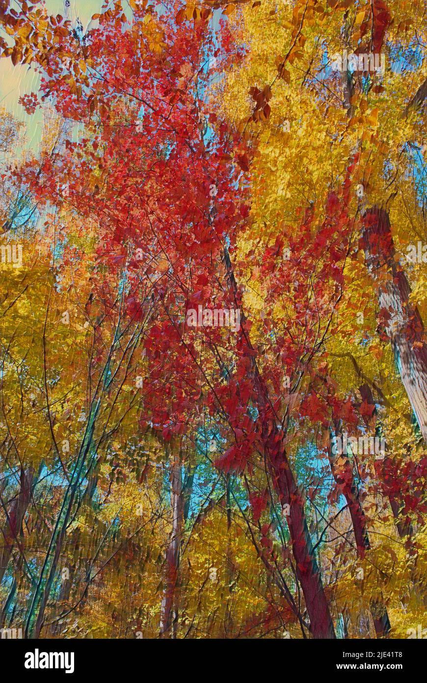 Fall foliage image edited to look like an impression acrylic painting ...