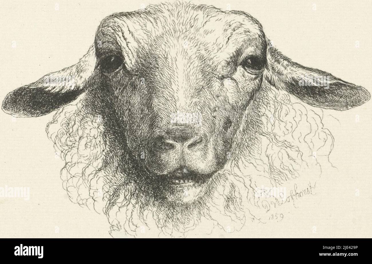 Head of a sheep, from the front, Dirk van Lokhorst, 1859, print maker ...