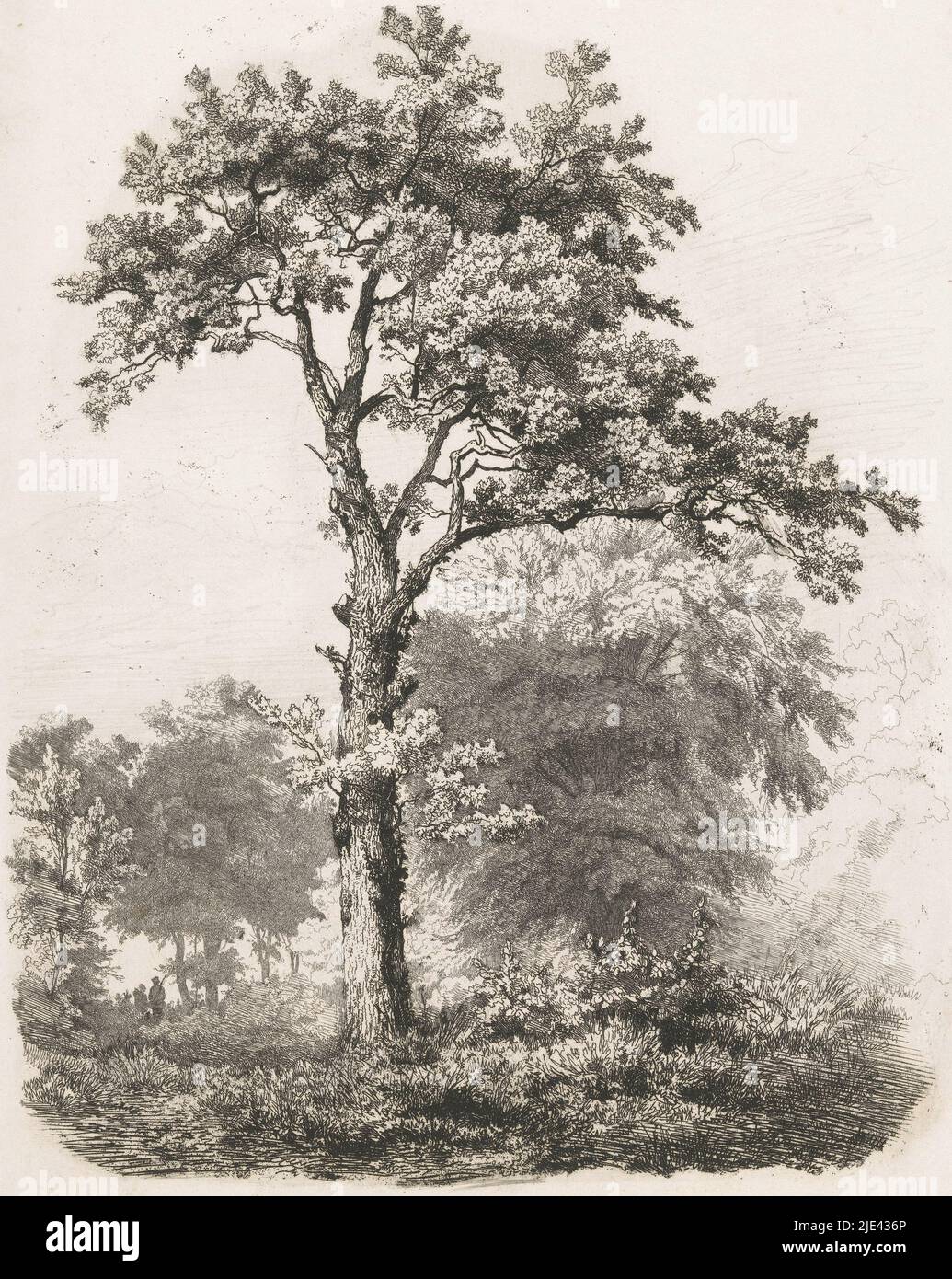 Detached deciduous tree in landscape, Pierre Louis Dubourcq, 1840 ...