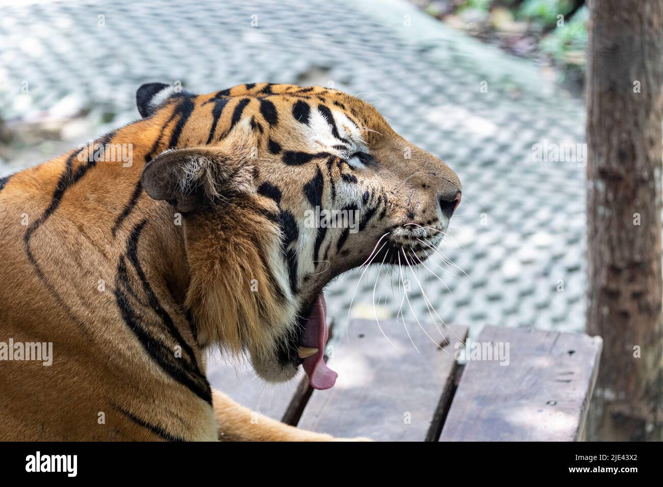 Tiger head hi-res stock photography and images - Alamy