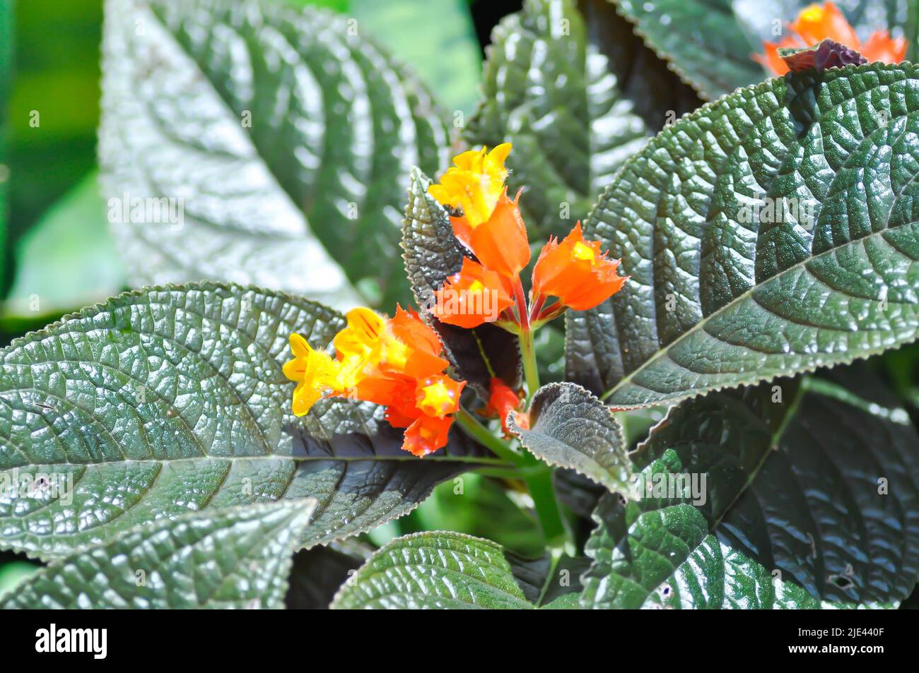 Begonia or Begonia big or Begonia maculata ,big Begonia plant Stock ...