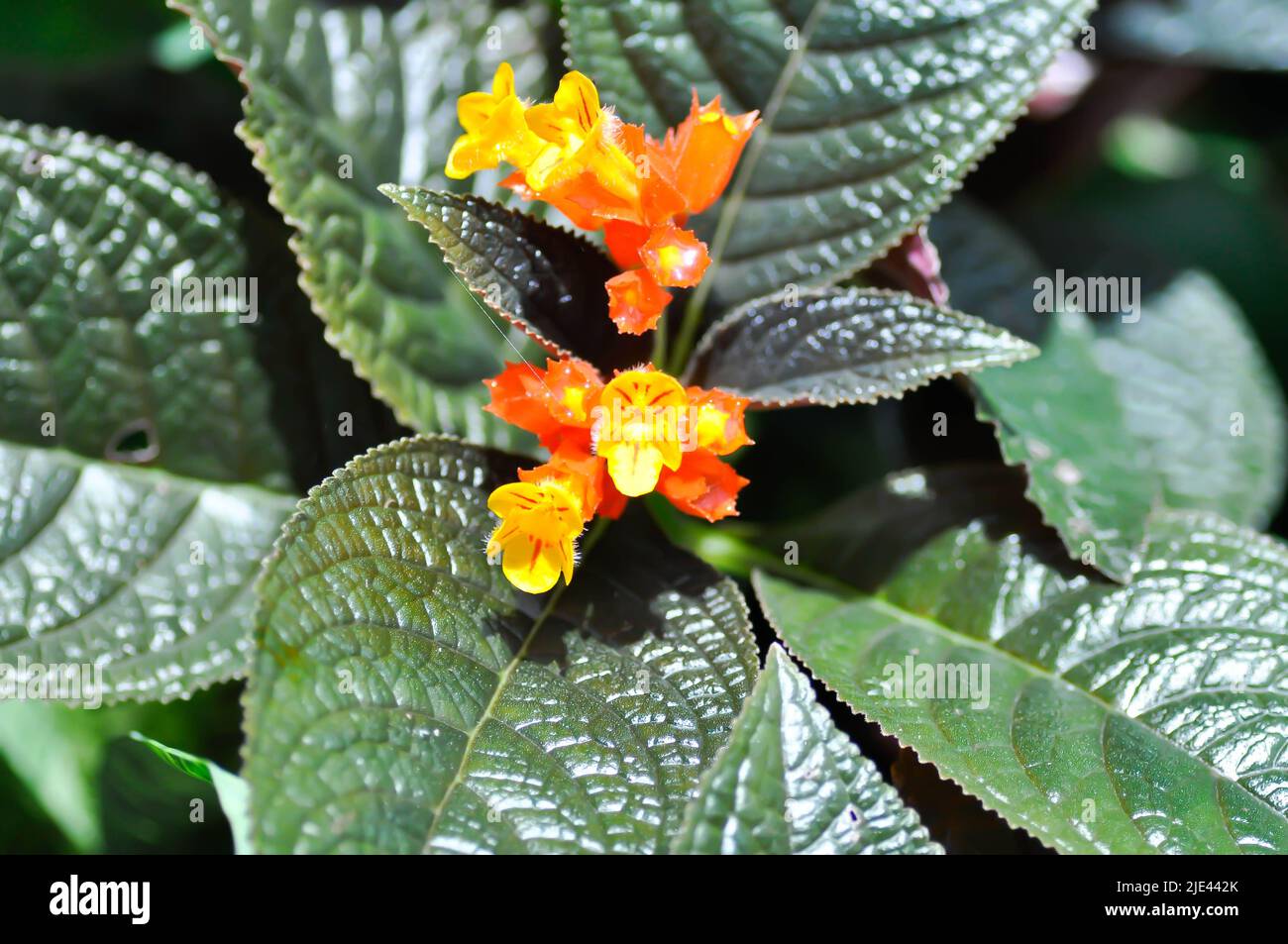Begonia or Begonia big or Begonia maculata ,big Begonia plant Stock ...