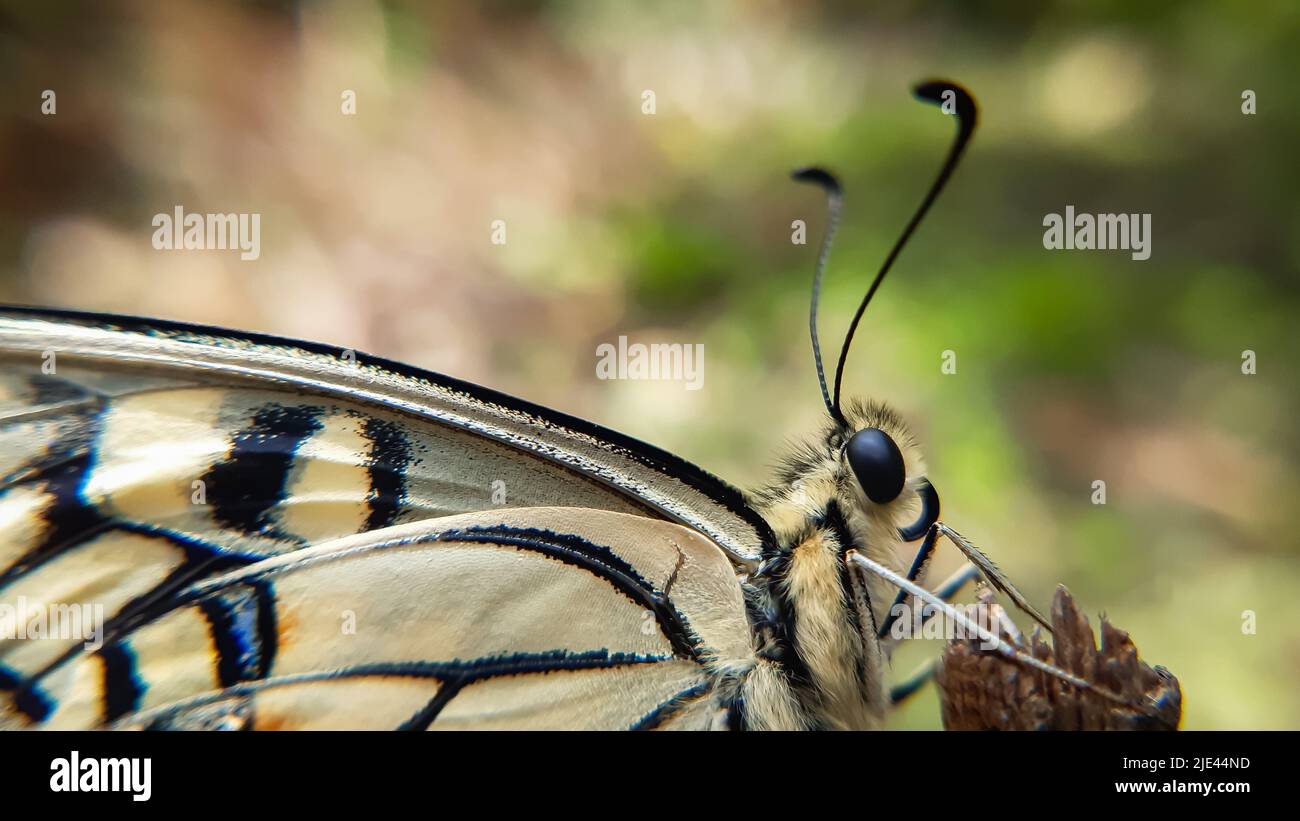 Butterfly wing detail hi-res stock photography and images - Alamy