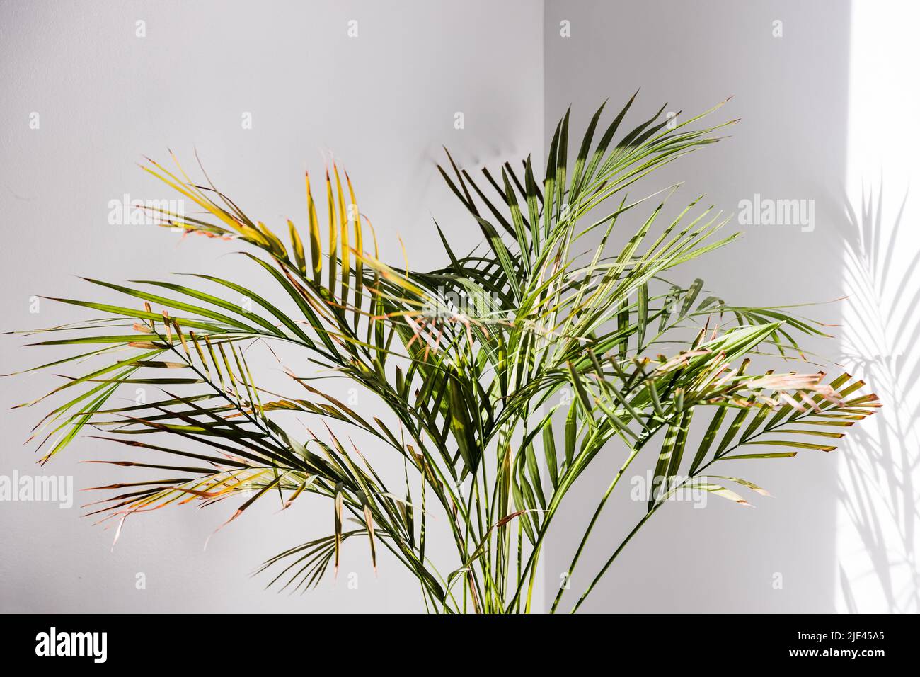 golden cane palm tree in pot indoor by the window with sunshine peaking ...