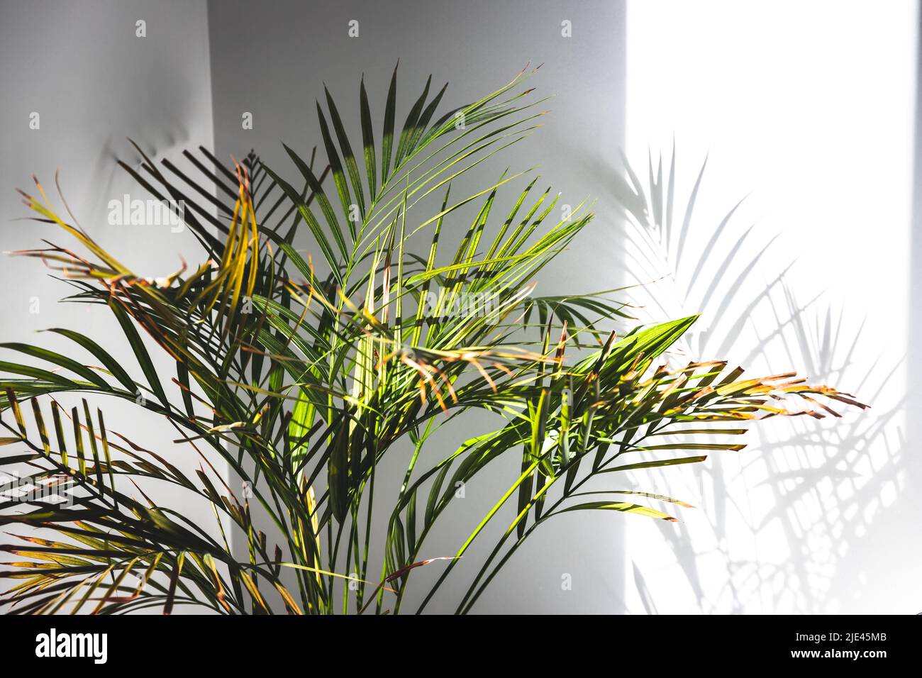 golden cane palm tree in pot indoor by the window with sunshine peaking ...