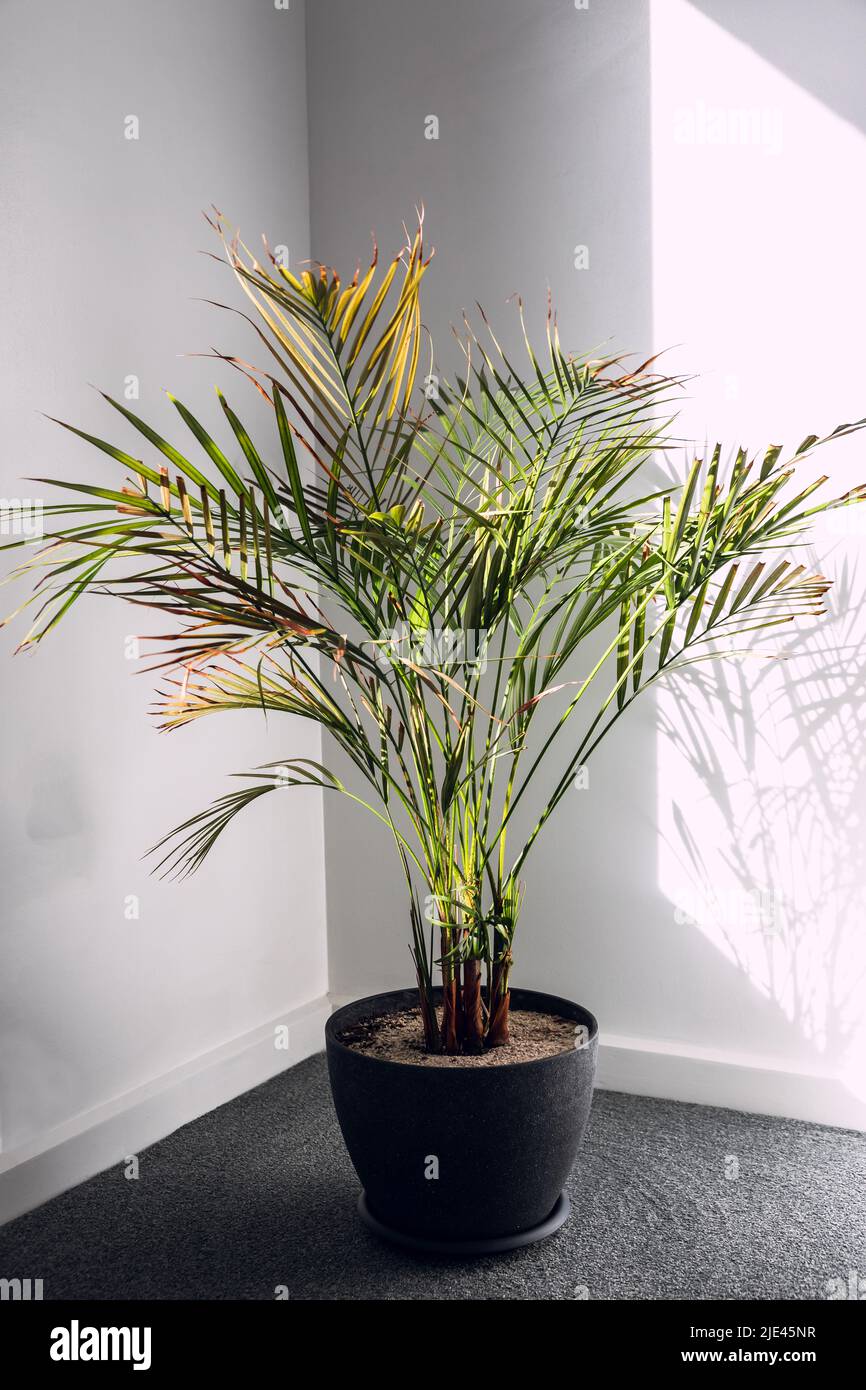 golden cane palm tree in pot indoor by the window with sunshine peaking ...