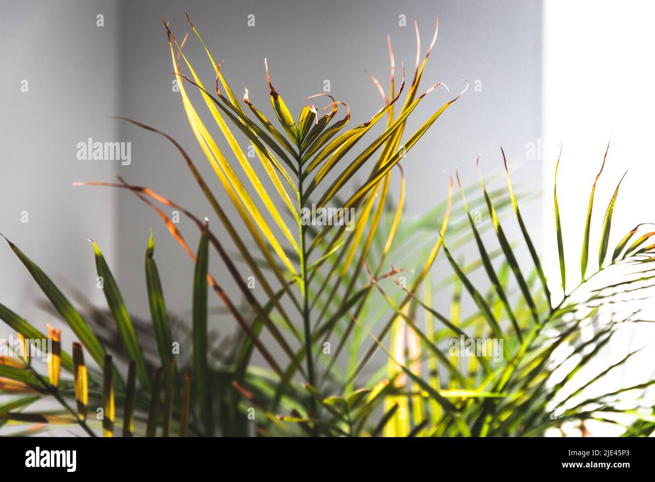 golden cane palm tree in pot indoor by the window with sunshine peaking ...