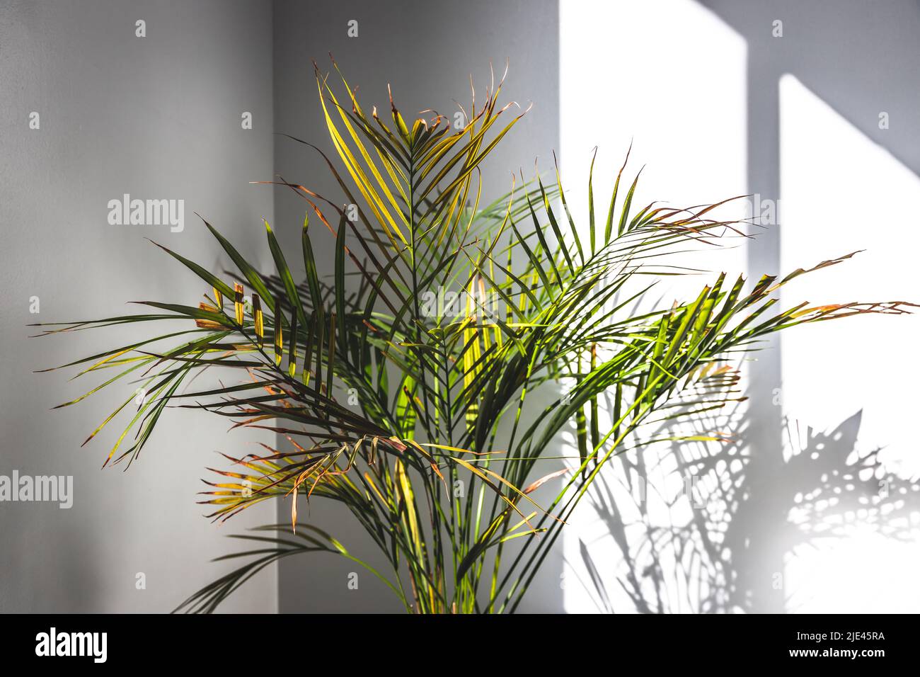 golden cane palm tree in pot indoor by the window with sunshine peaking ...