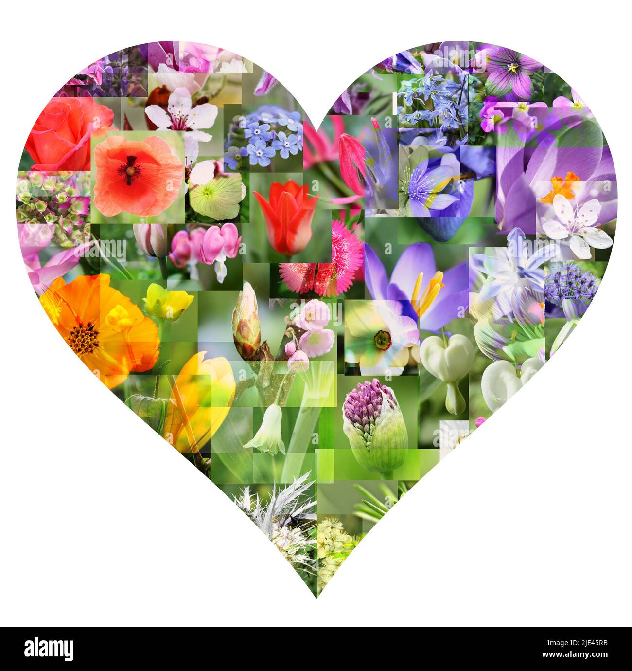 Spring flower collage in heart shape on white background Stock Photo ...
