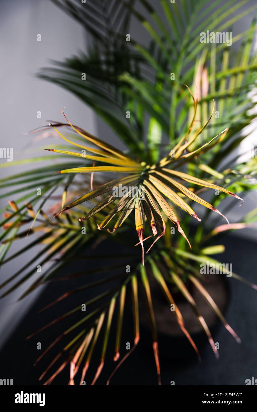 golden cane palm tree in pot indoor by the window with sunshine peaking ...
