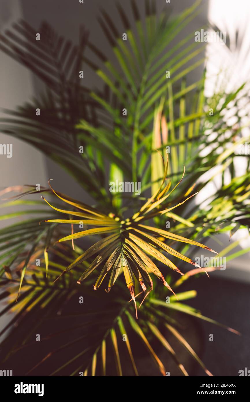 golden cane palm tree in pot indoor by the window with sunshine peaking ...