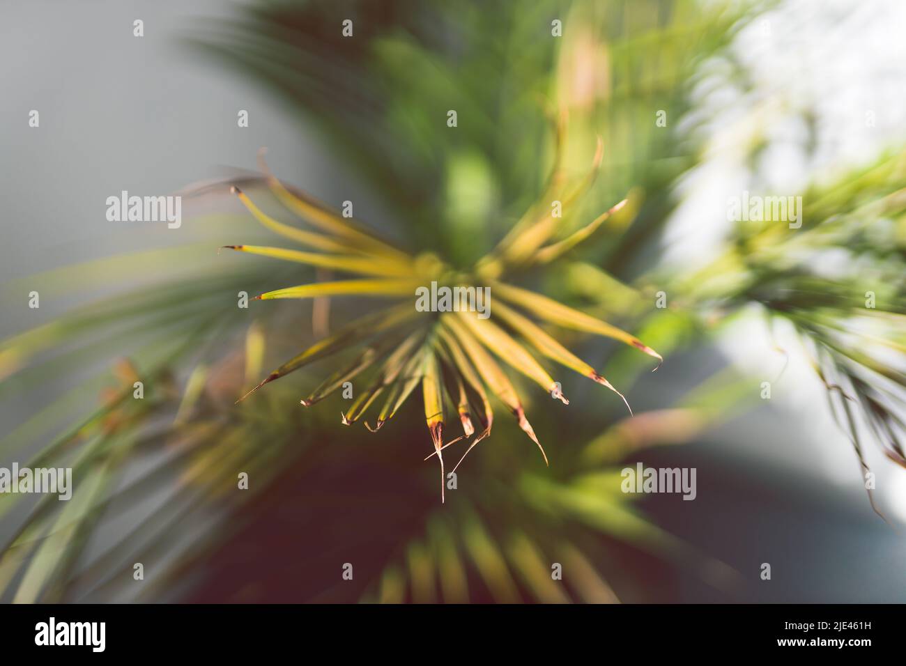 golden cane palm tree in pot indoor by the window with sunshine peaking ...