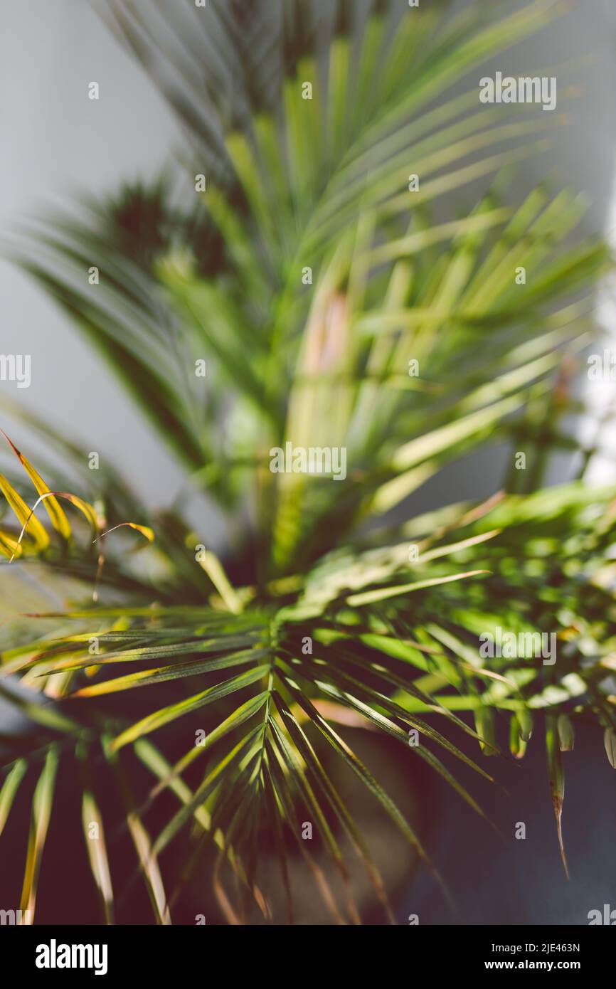 golden cane palm tree in pot indoor by the window with sunshine peaking ...