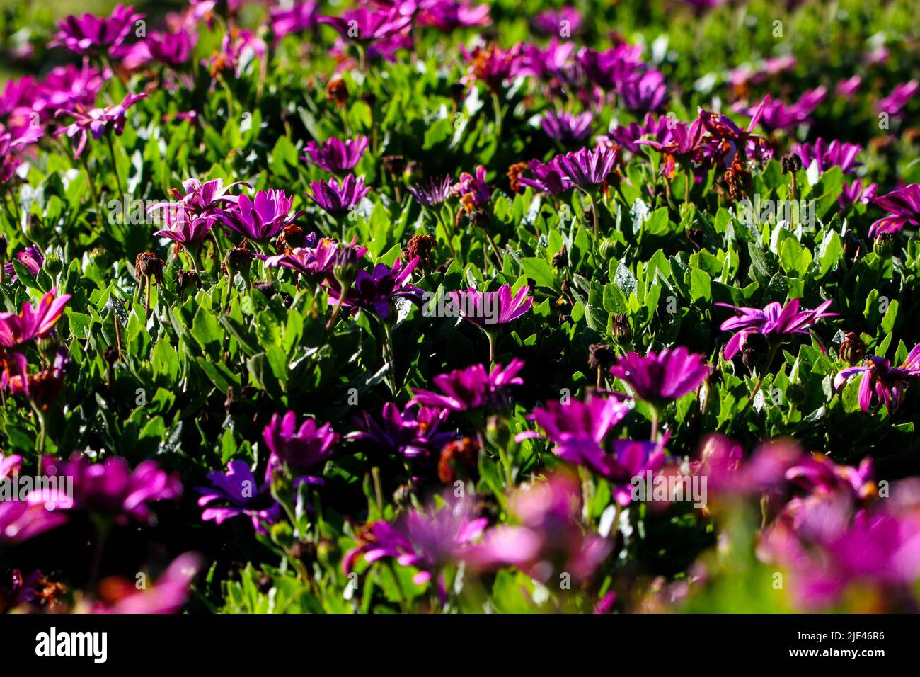Beautiful flowers in the Hill Country of Sri Lanka. Visit Sri Lanka ...