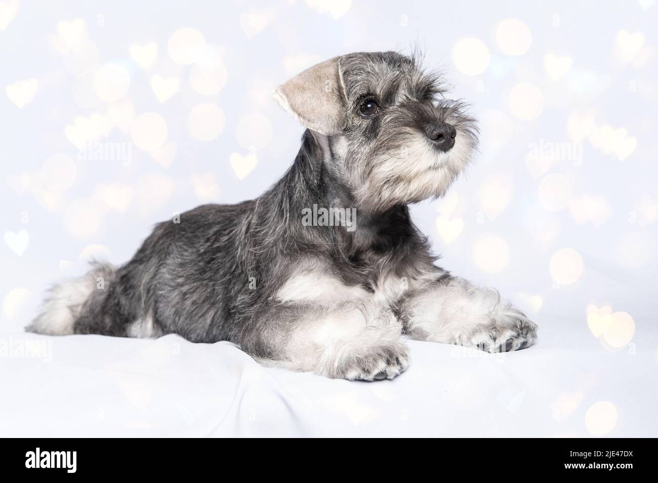 Miniature schnauzer white-gray lies on a light background with ...