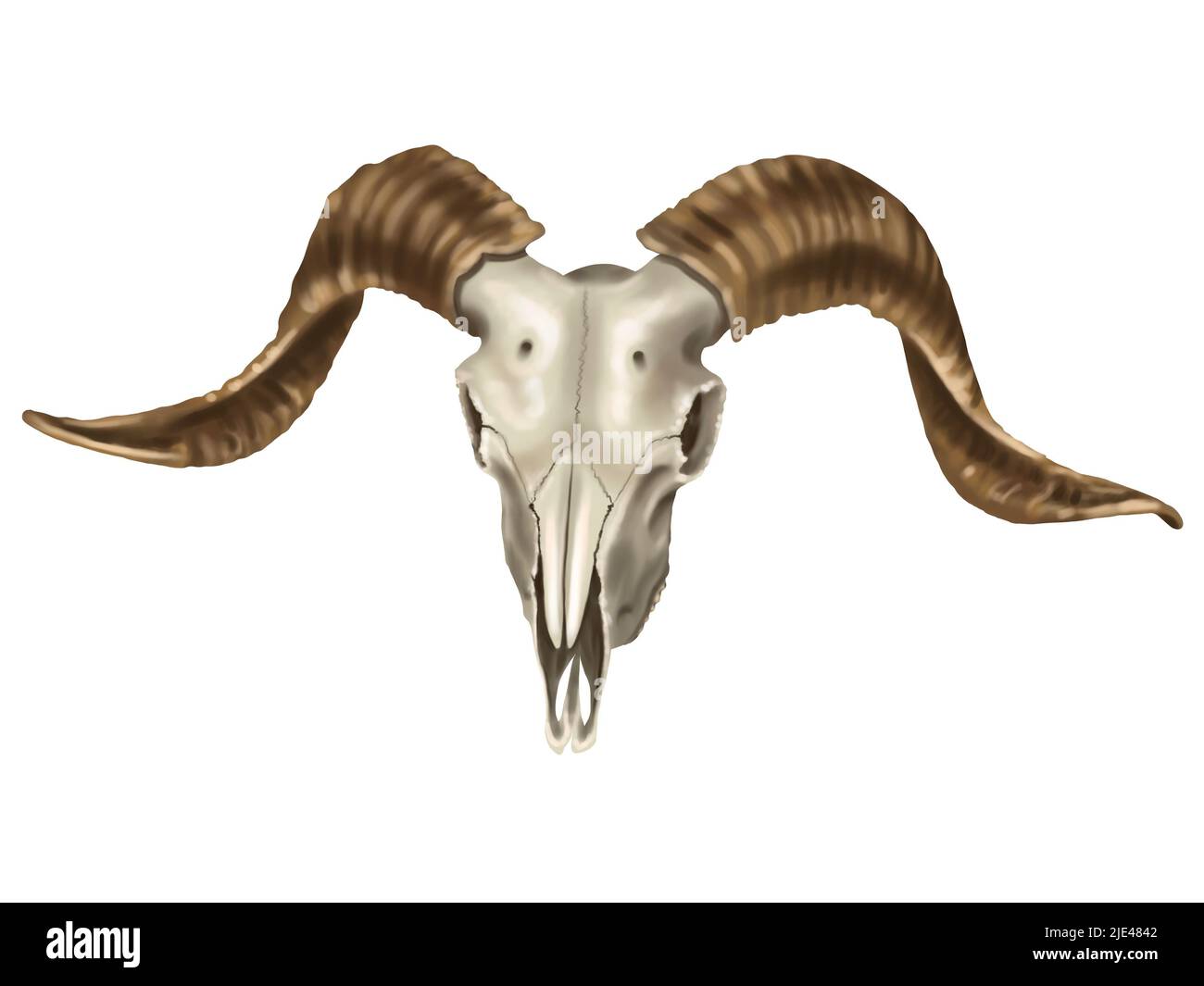 Watercolor illustration of a ram's skull. realistic animal skull Stock ...