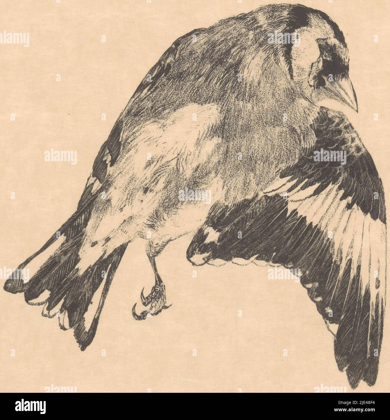 Dead goldfinch hi-res stock photography and images - Alamy