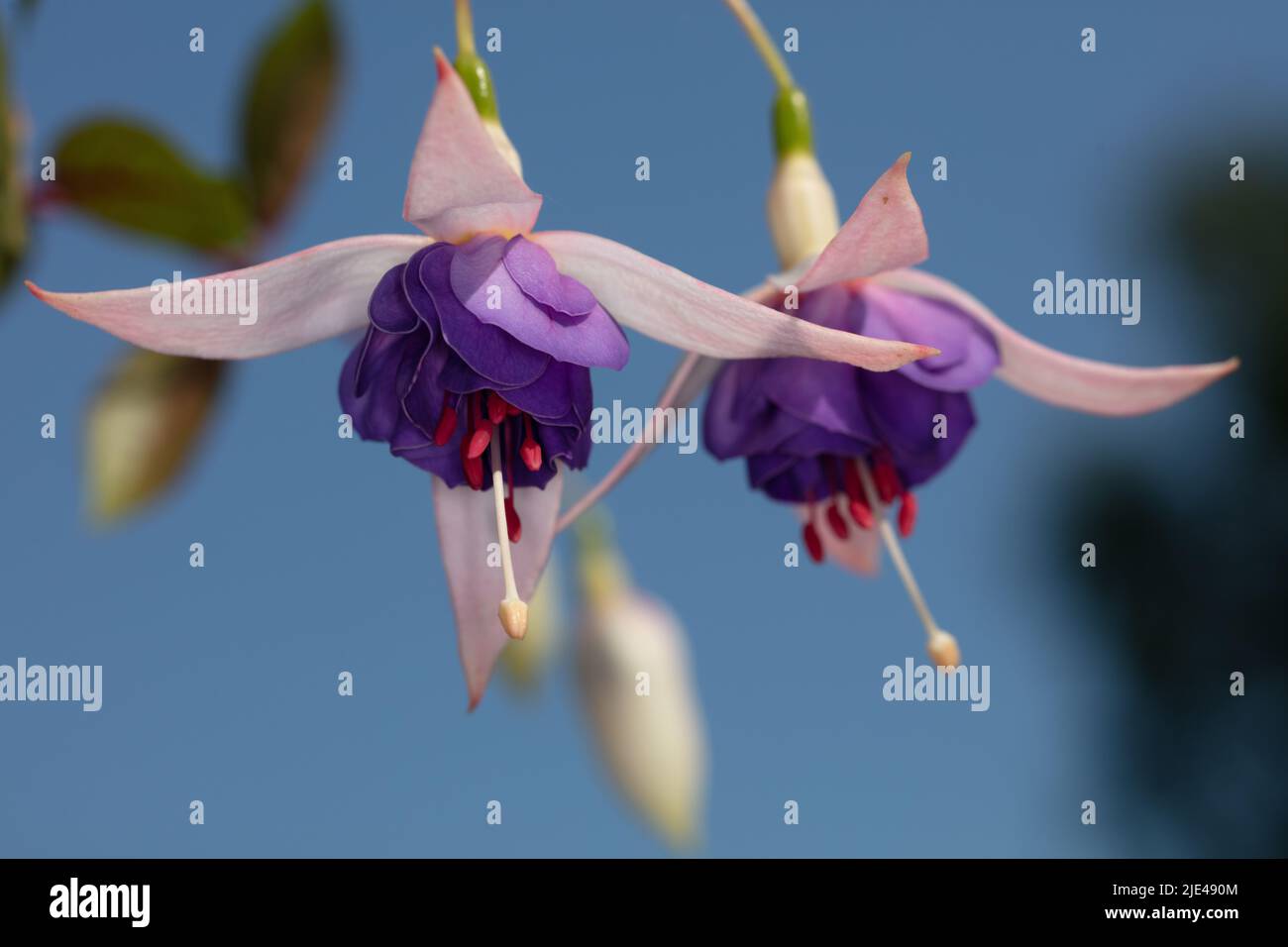 'Blue Satin' Fuchsia, Fuchsia (Fuchsia hybrida Stock Photo - Alamy