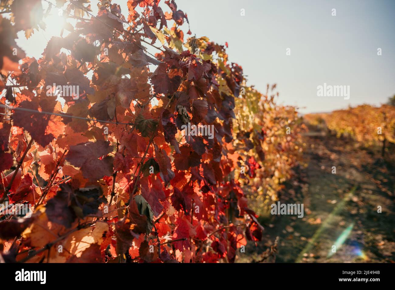 Bright autumn red orange yellow grapevine leaves at vineyard in warm ...