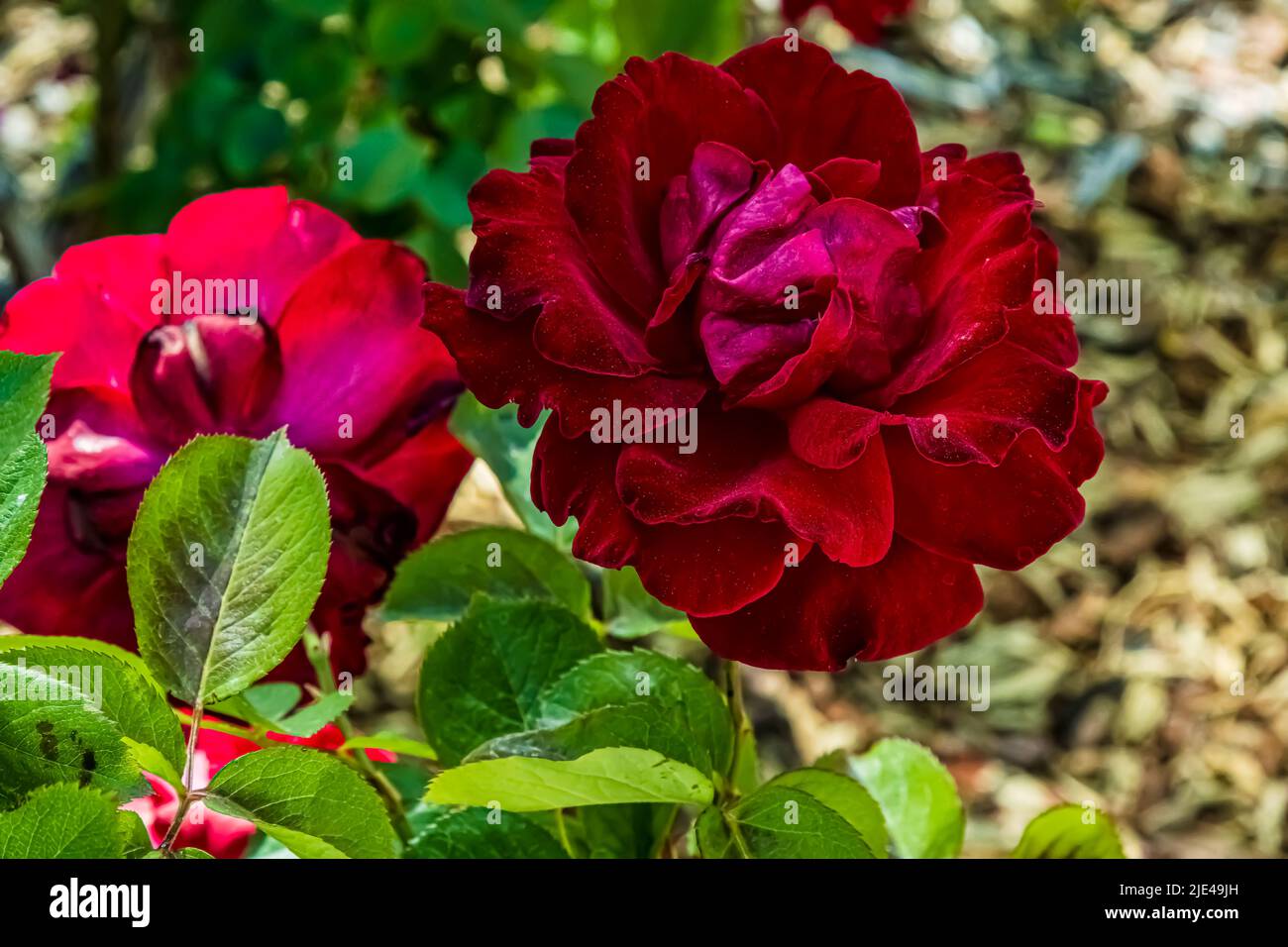 Two red roses in a flower garden Stock Photo - Alamy