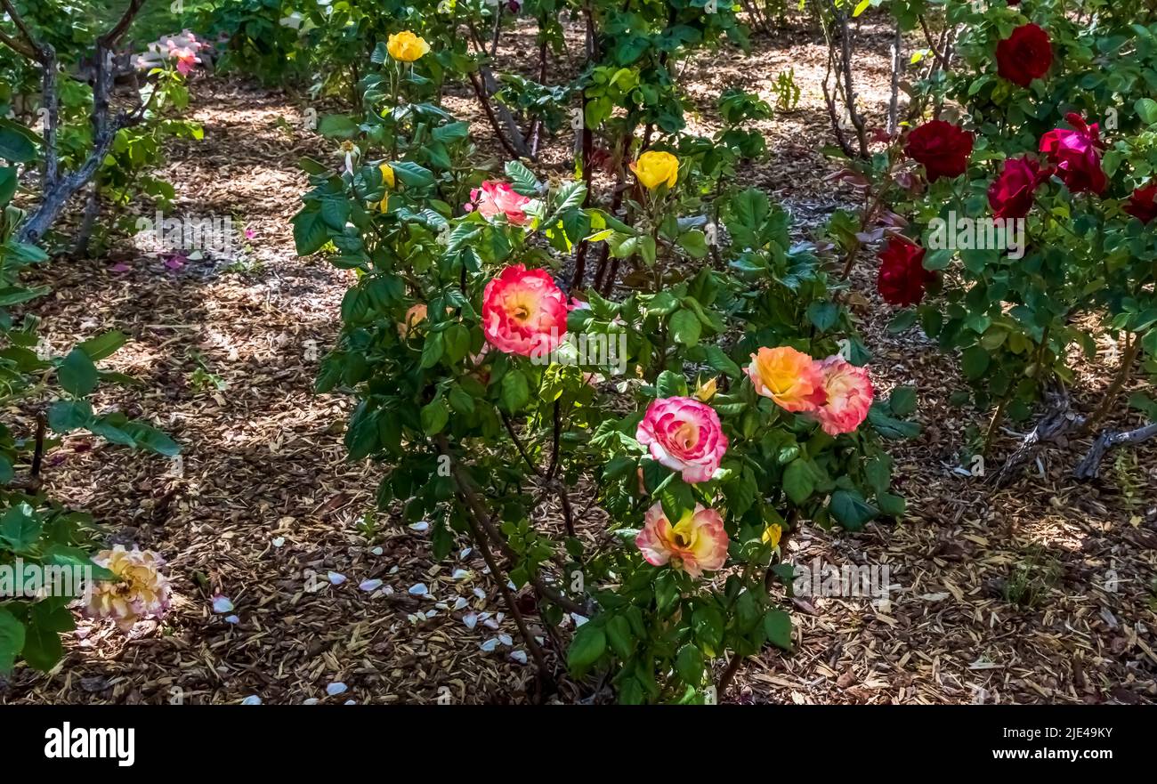 Various colored roses in the Rose Park in Santa Fe Stock Photo - Alamy
