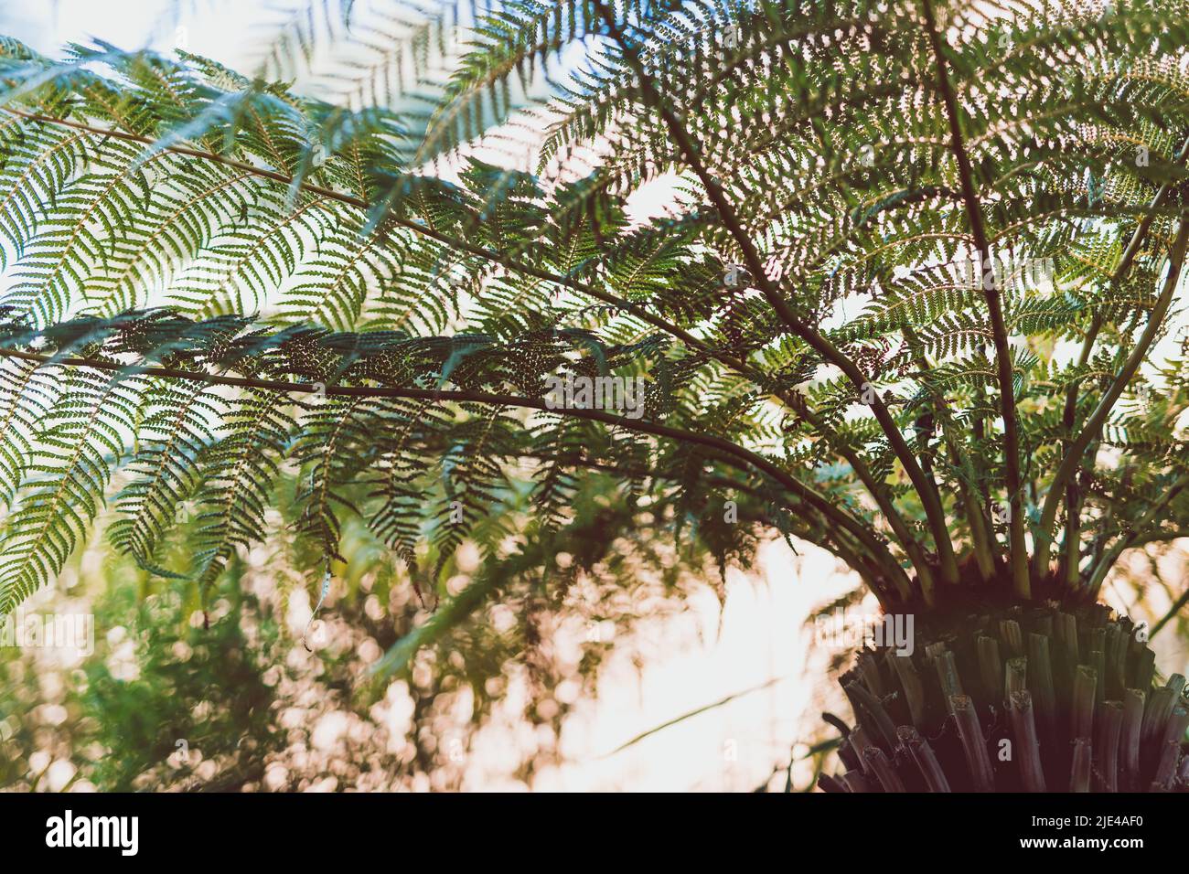 Dicksonia antarctica soft tree fern or man fern plant shot from ...