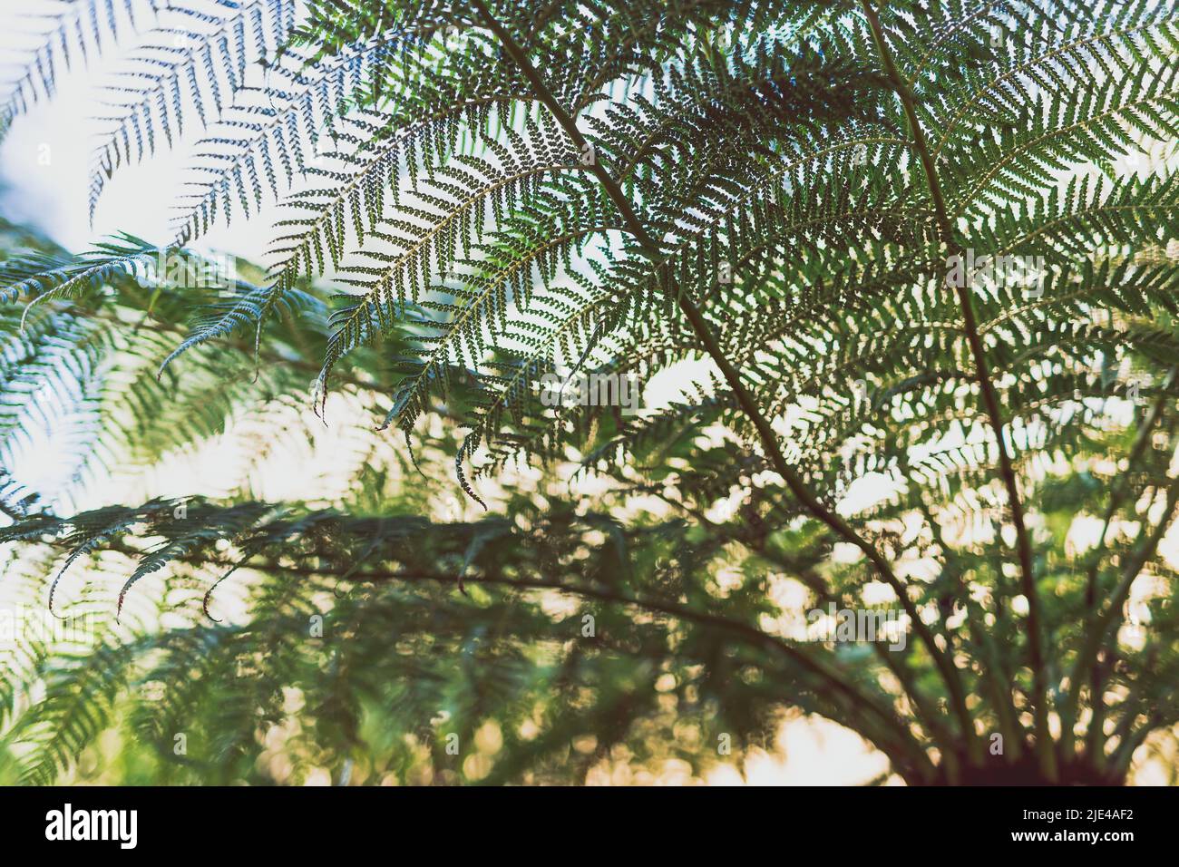 Dicksonia antarctica soft tree fern or man fern plant shot from ...