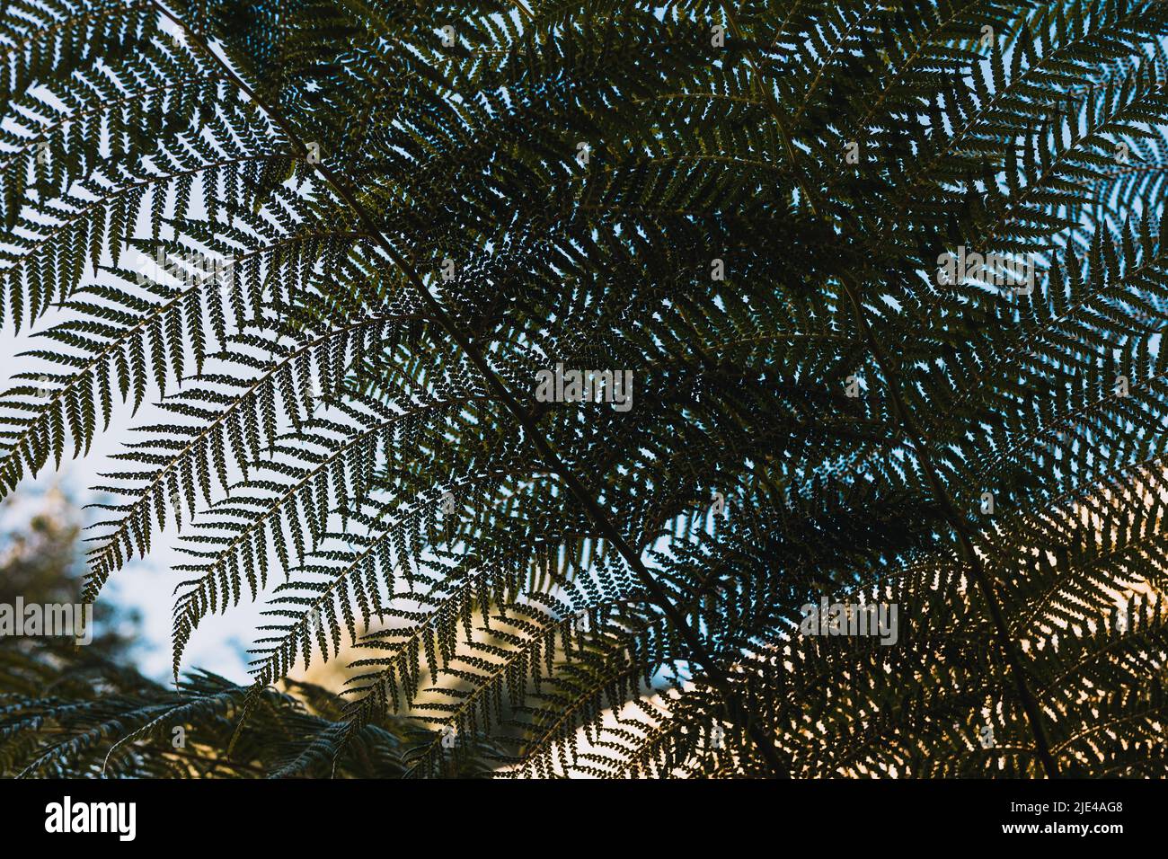 Dicksonia antarctica soft tree fern or man fern plant shot from ...