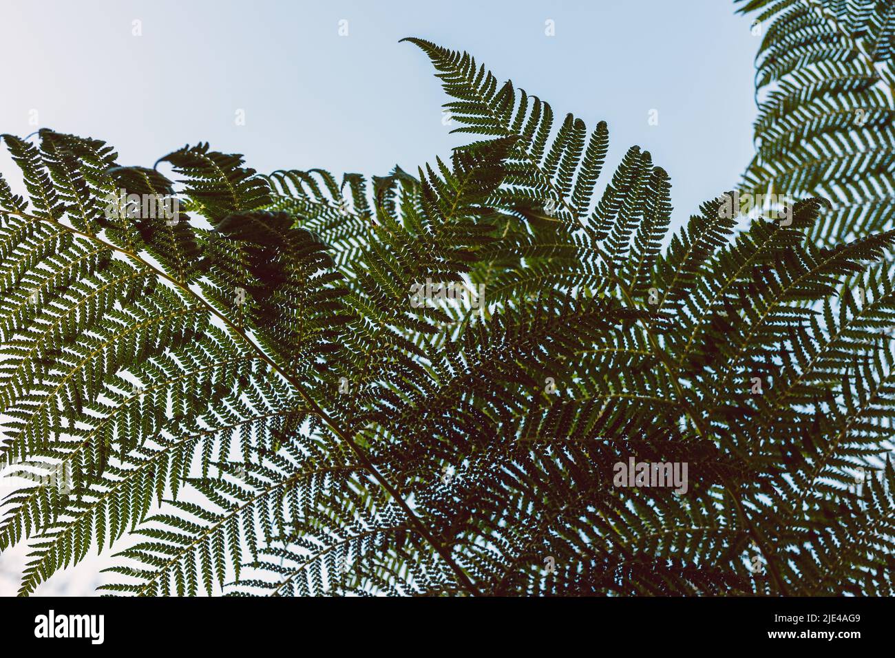 Dicksonia antarctica soft tree fern or man fern plant shot from ...