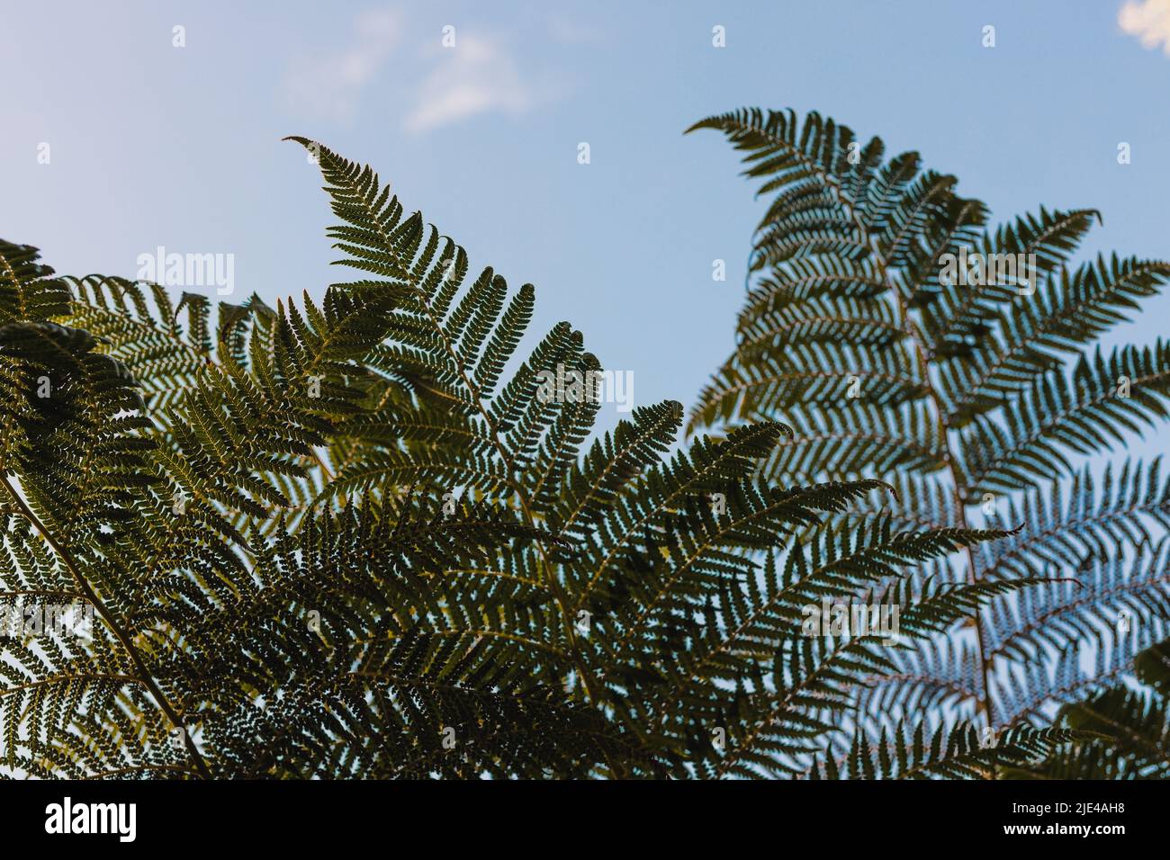 Dicksonia antarctica soft tree fern or man fern plant shot from ...