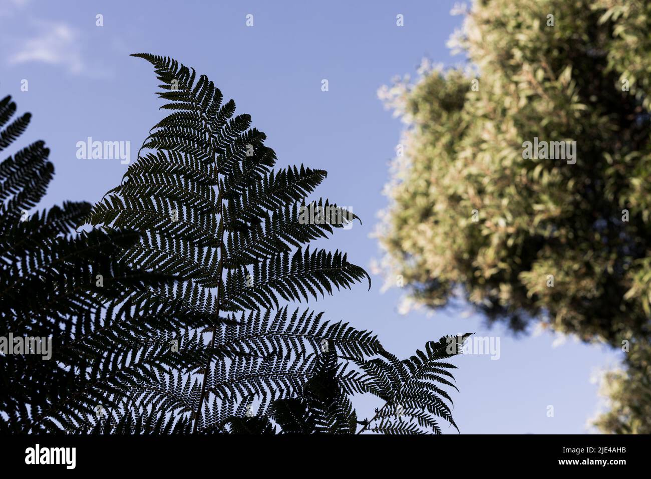 Dicksonia antarctica soft tree fern or man fern plant shot from ...