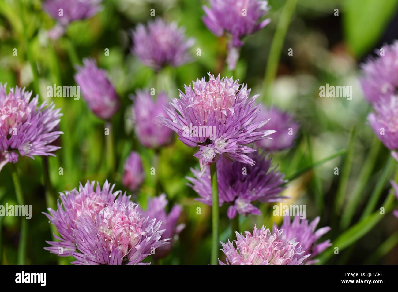 Close up purple flowers of Chives (Allium schoenoprasum), family ...