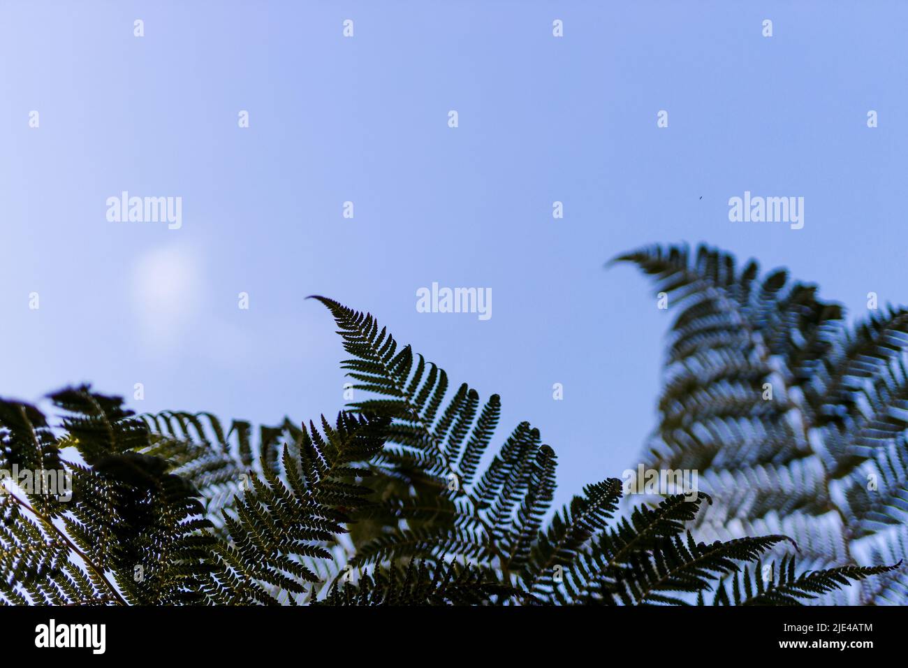 Dicksonia antarctica soft tree fern or man fern plant shot from ...