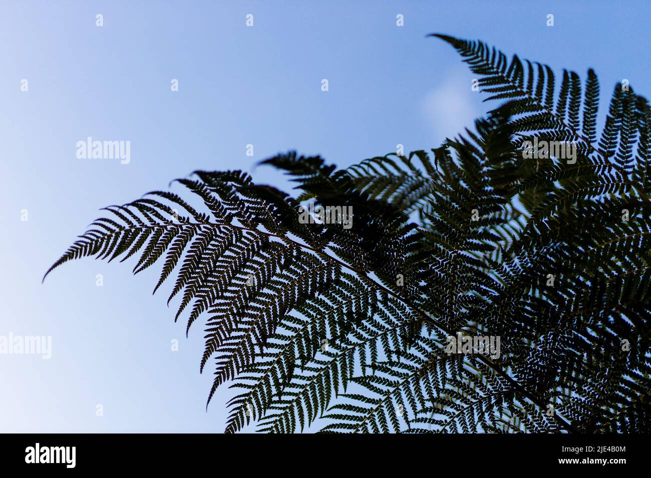 Dicksonia antarctica soft tree fern or man fern plant shot from ...