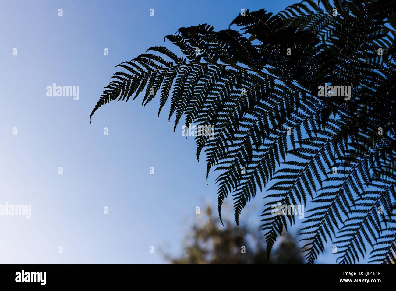 Dicksonia antarctica soft tree fern or man fern plant shot from ...