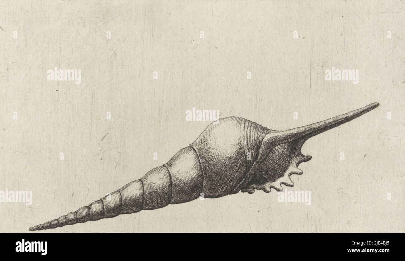 Tibia fusus melanocheilus hi-res stock photography and images - Alamy