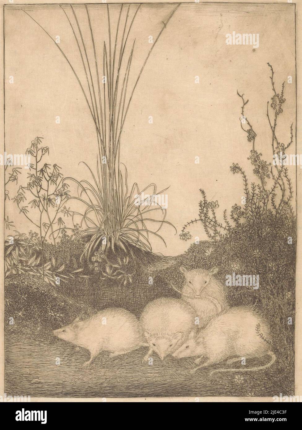 Four mice, Jan Mankes, 1916, Four mice sitting among plants., print ...