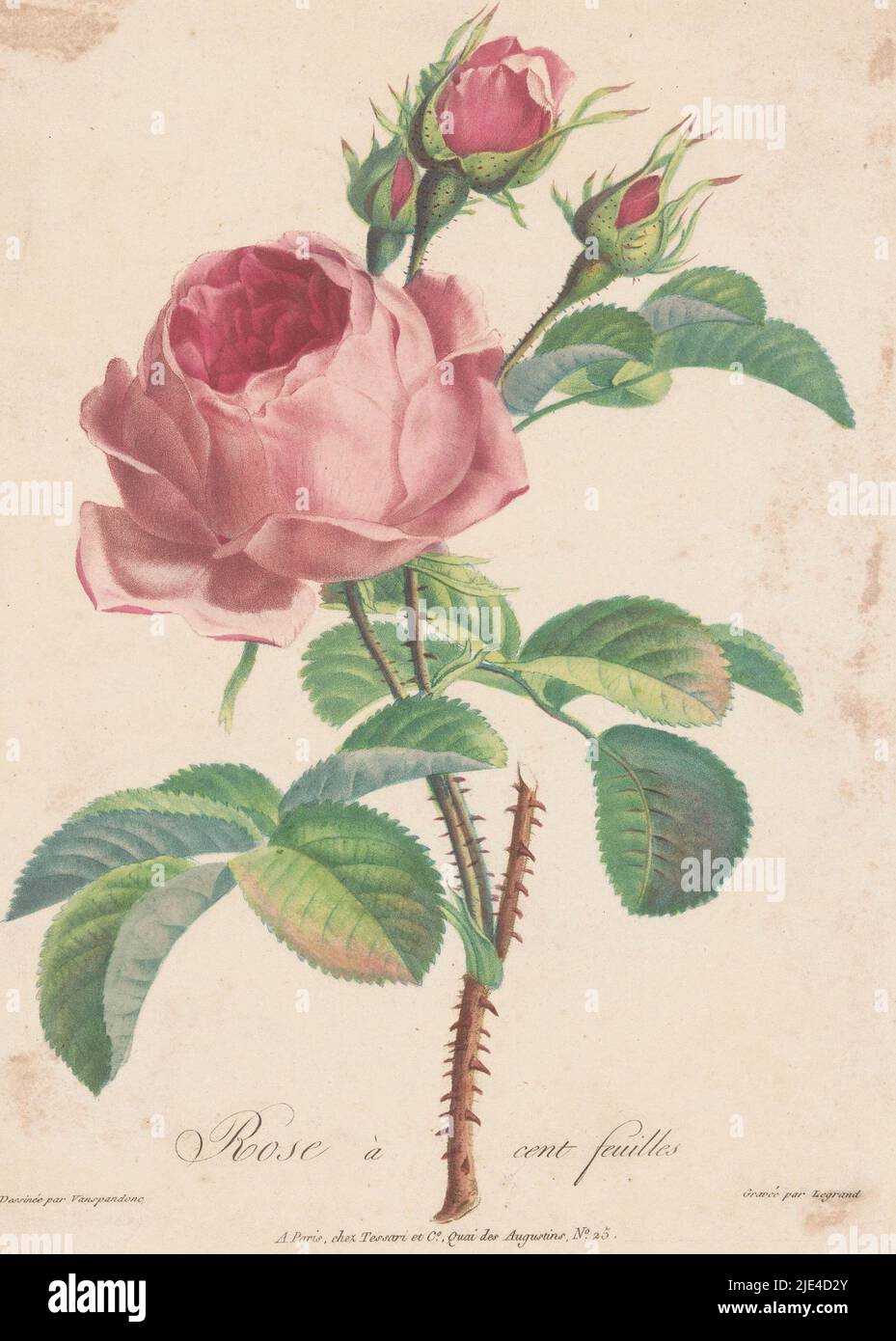 Hundred leafed rose hi-res stock photography and images - Alamy