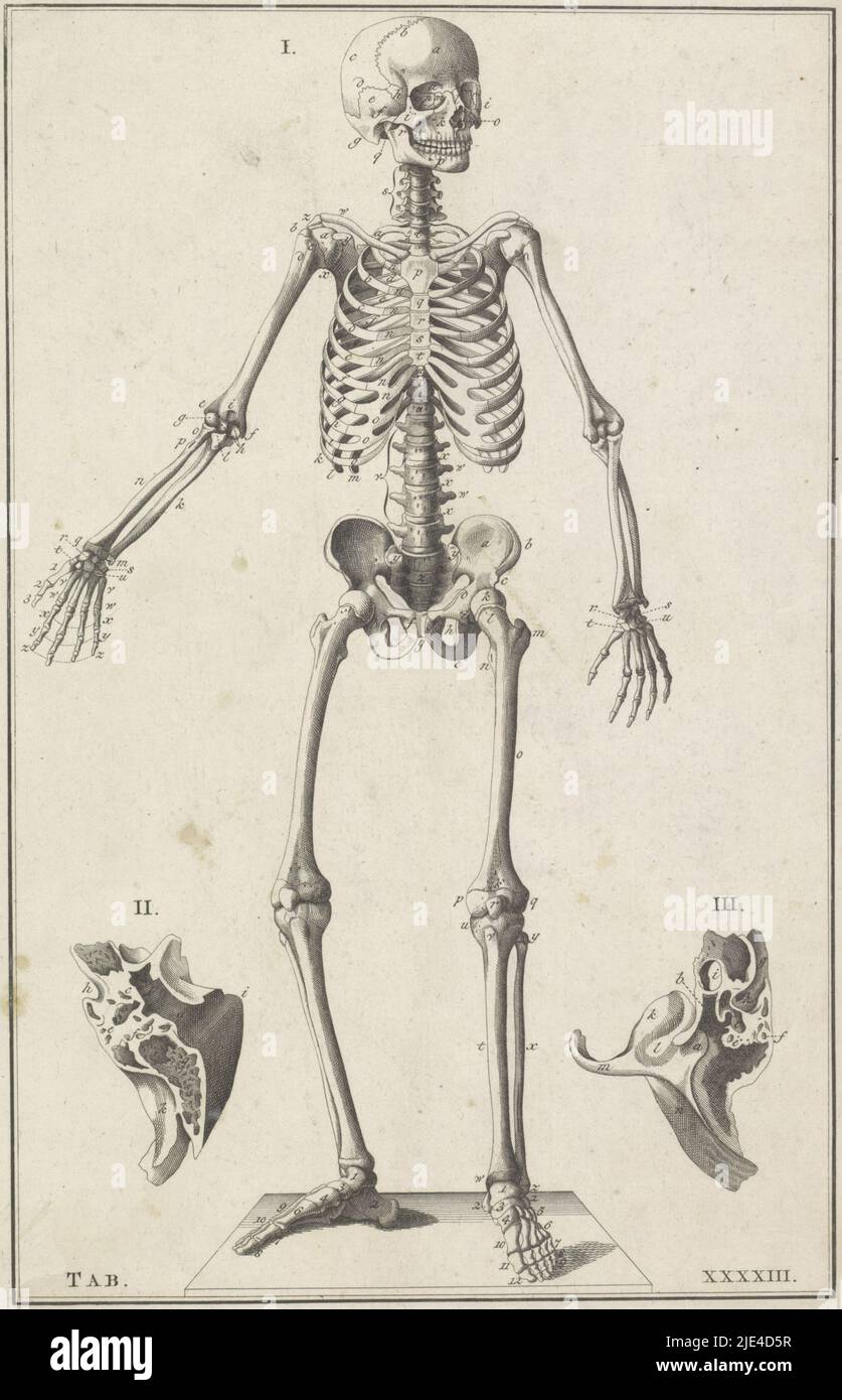 Skeleton, anonymous, 1650 - 1750, Anatomical representation of a human ...