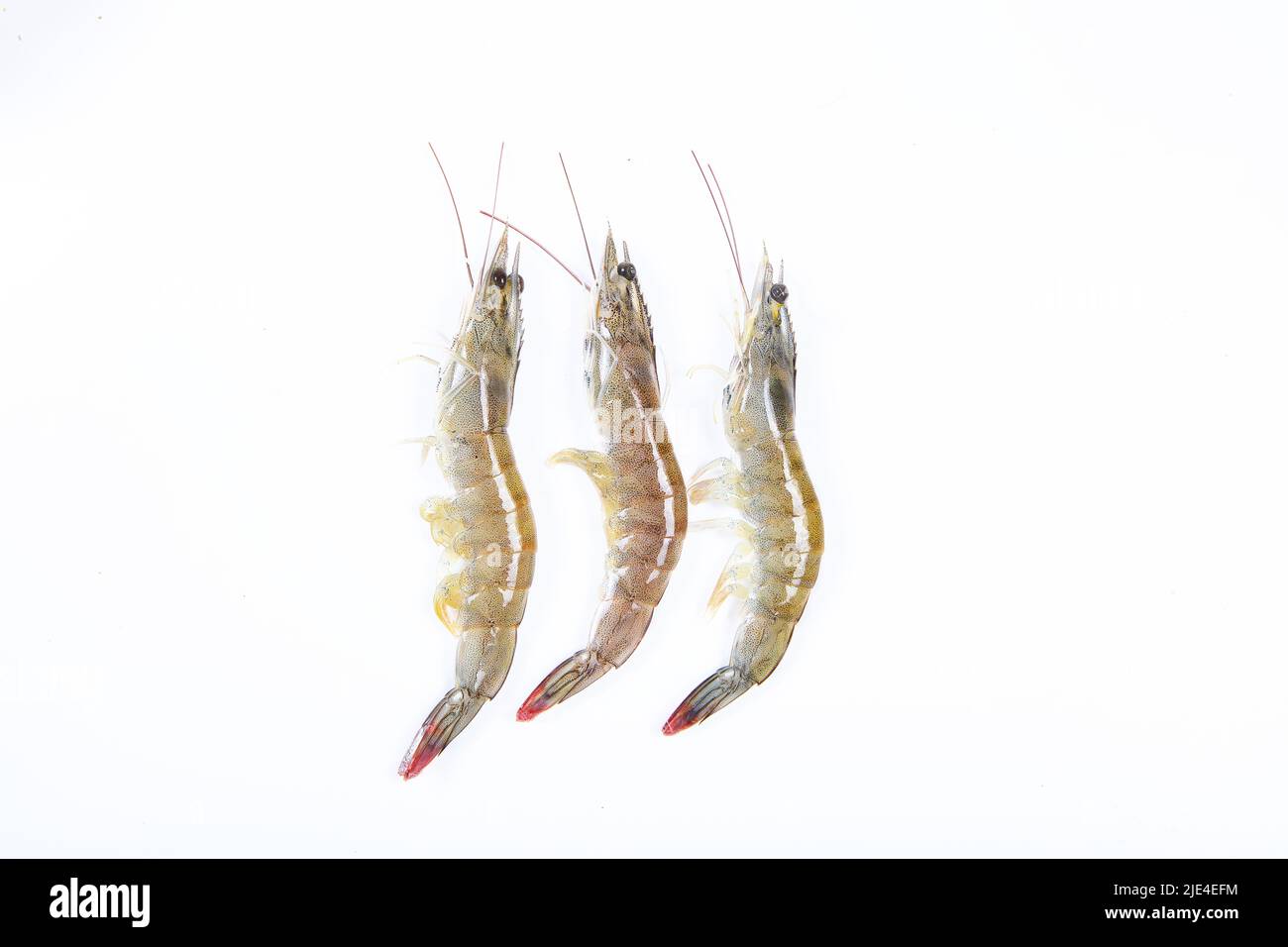 The three little shrimp Stock Photo - Alamy