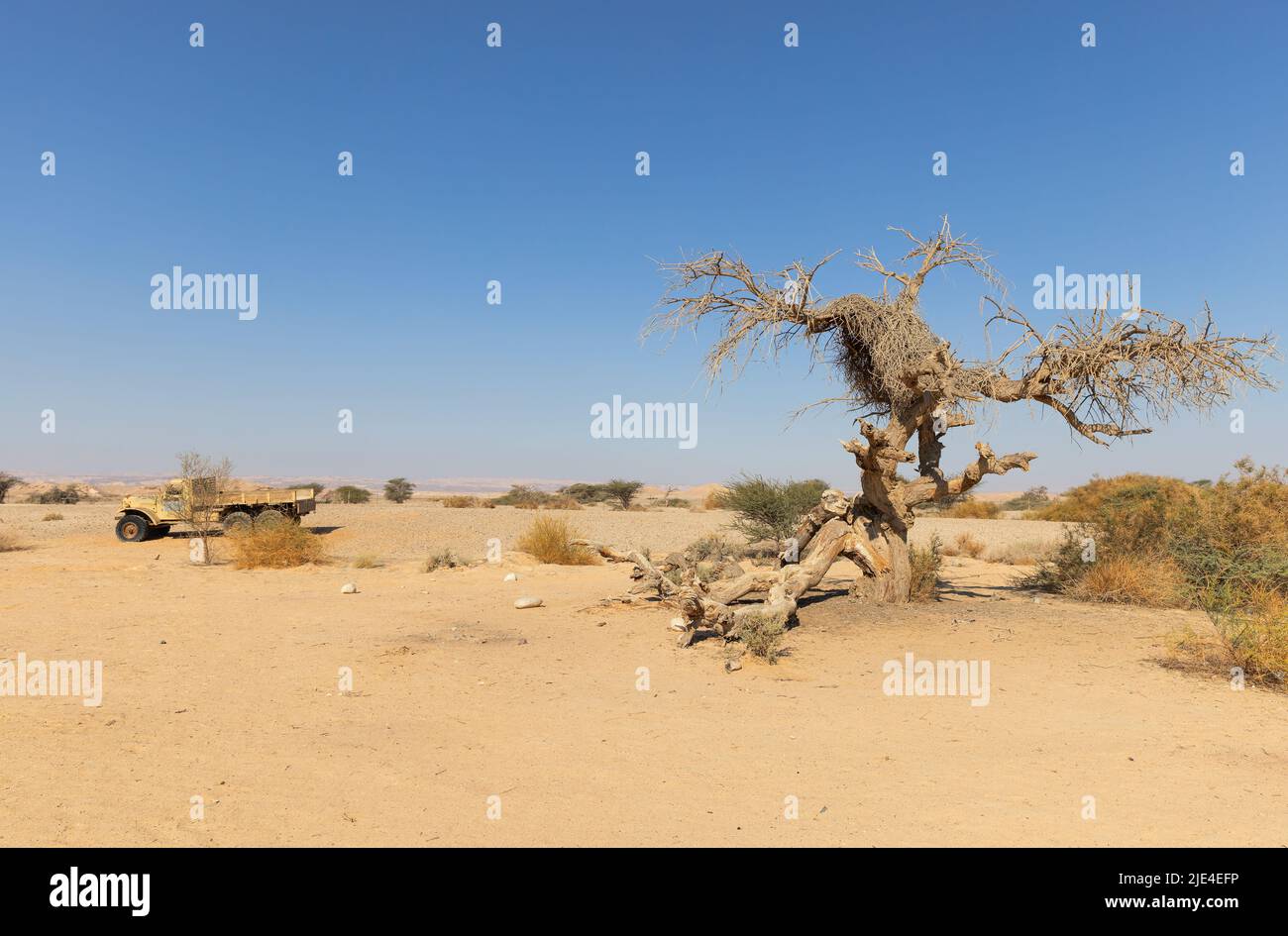 Israel landscape desert tree hi-res stock photography and images - Alamy