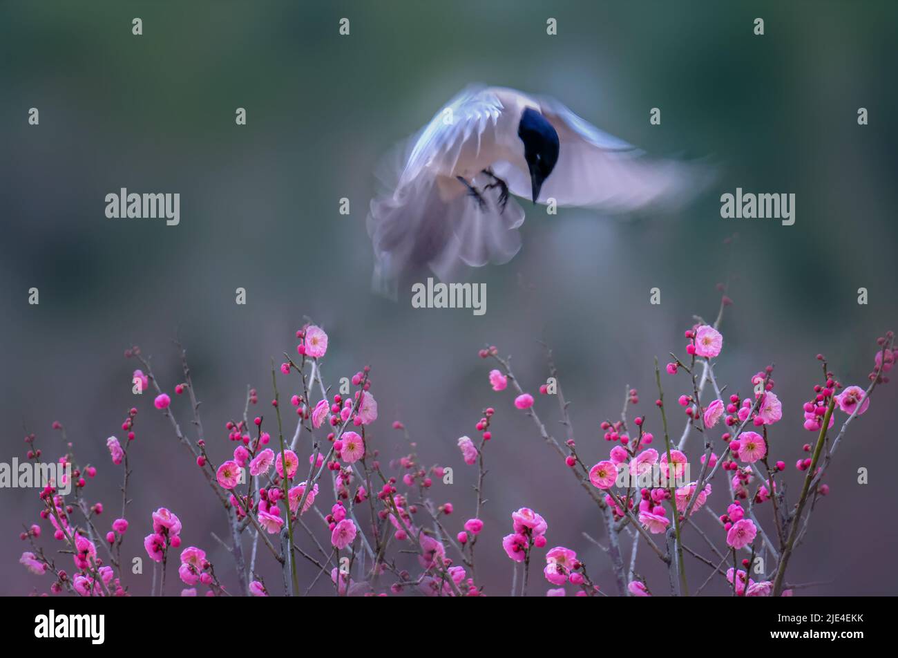 But white and perfect beauty of heaven and earth hi-res stock ...