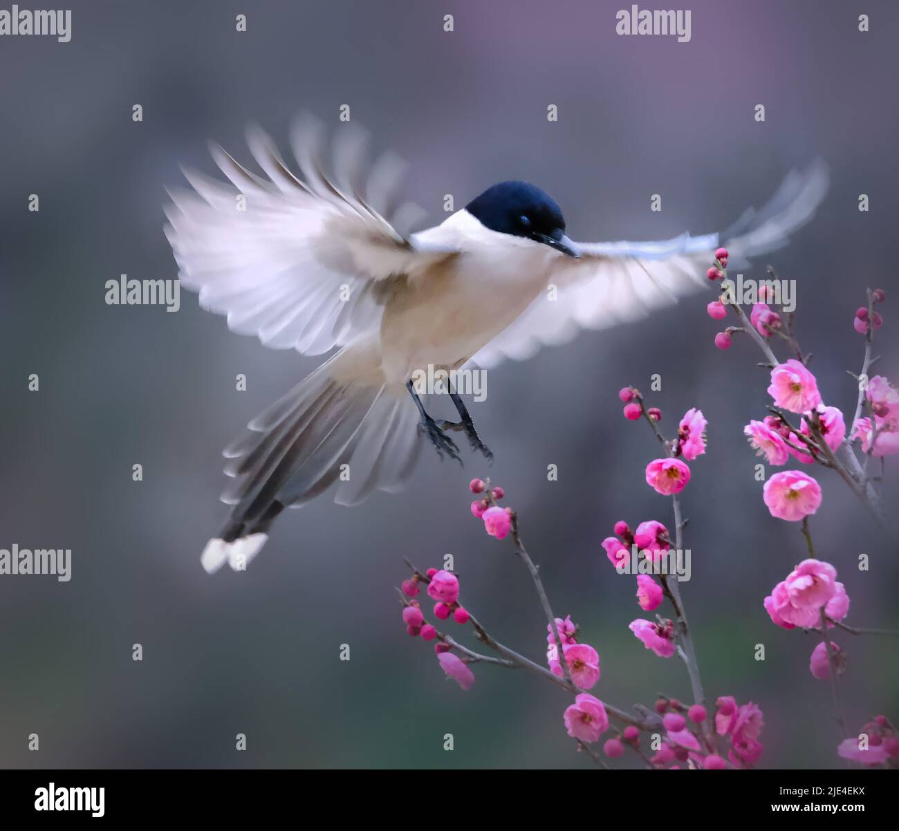 The magpies plum the plum flower is beautiful but white and perfect ...