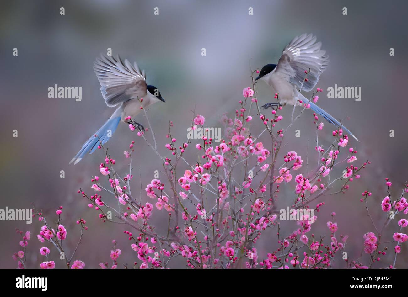 The magpies plum the plum flower is beautiful but white and perfect ...