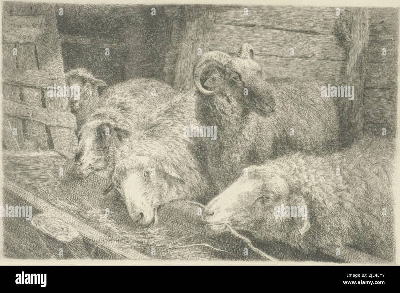 Fourth sheep hi-res stock photography and images - Alamy