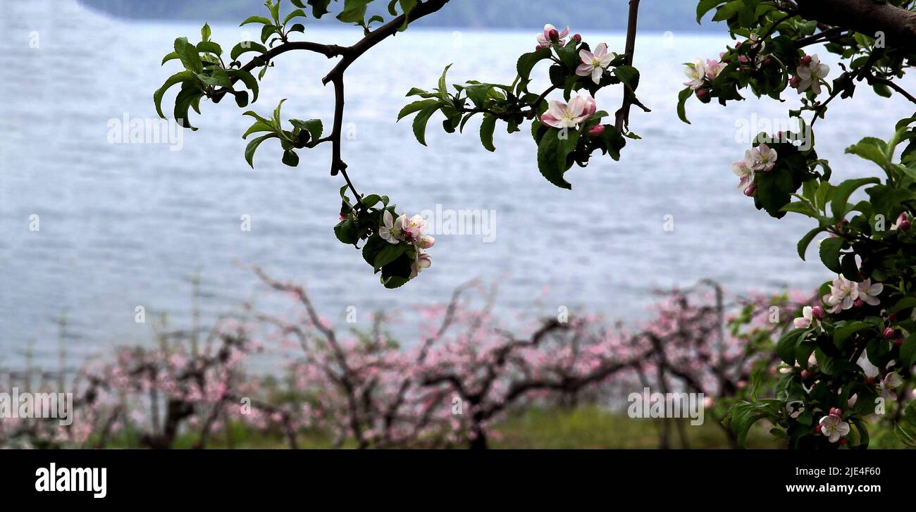 On the Banks of the yalu river pear flower open Stock Photo - Alamy